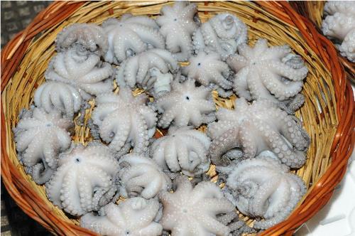 Raw Octopus - Polpo Crudo